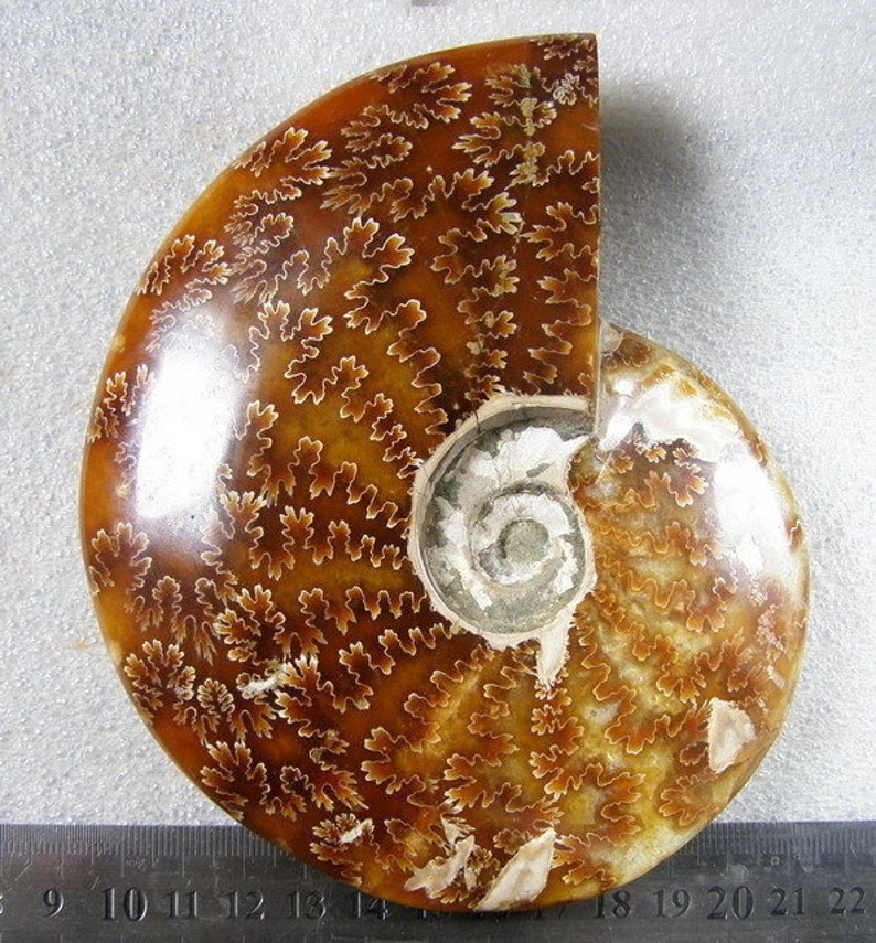 1.1lb Huge Rainbow Spiral Ammonite Fossil Specimen B9301 - Etsy