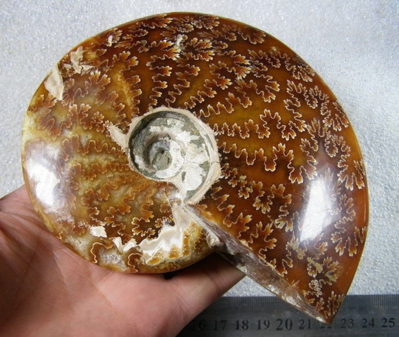 1.1lb Huge Rainbow Spiral Ammonite Fossil Specimen B9301 - Etsy