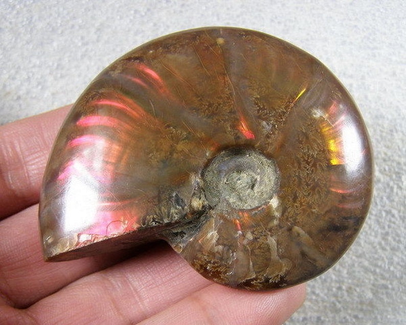 2.9oz. Natural Rainbow Spiral Ammonite Fossil Specimen B9330 - Etsy