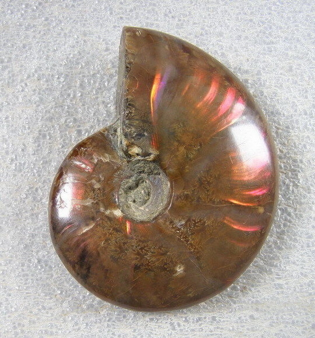 2.9oz. Natural Rainbow Spiral Ammonite Fossil Specimen B9330 - Etsy