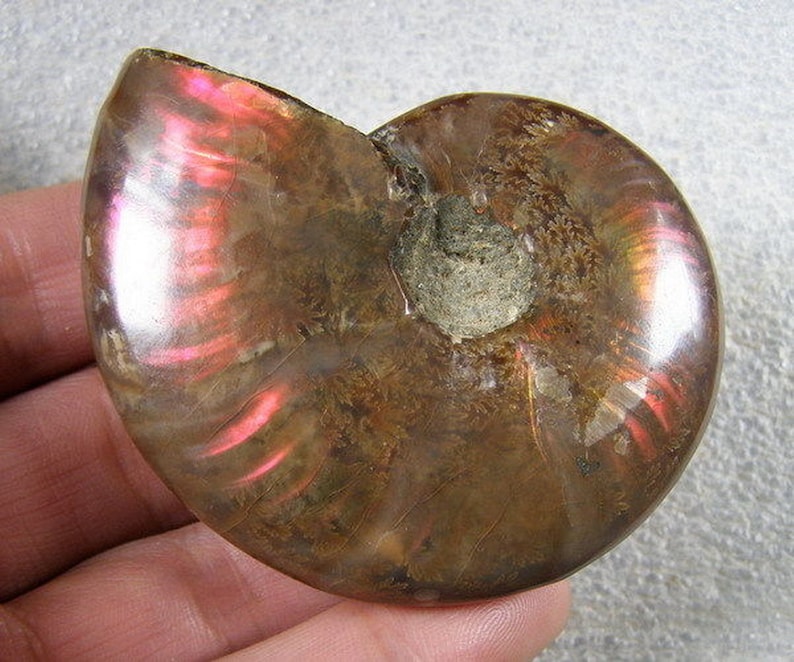2.9oz. Natural Rainbow Spiral Ammonite Fossil Specimen B9330 - Etsy