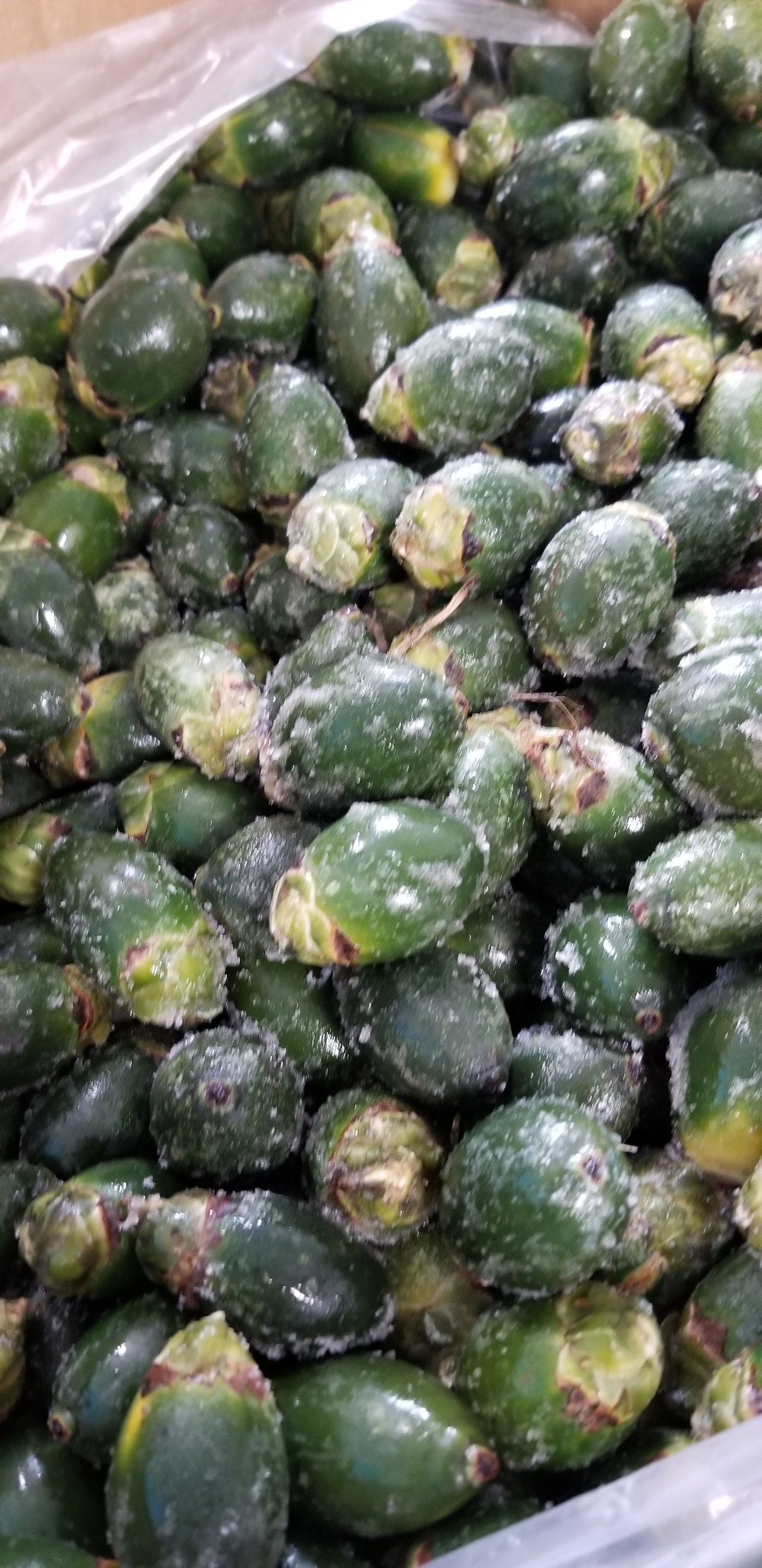 Frozen Defrosted Young BETEL NUTS 1 Pound Onlygrade C - Etsy