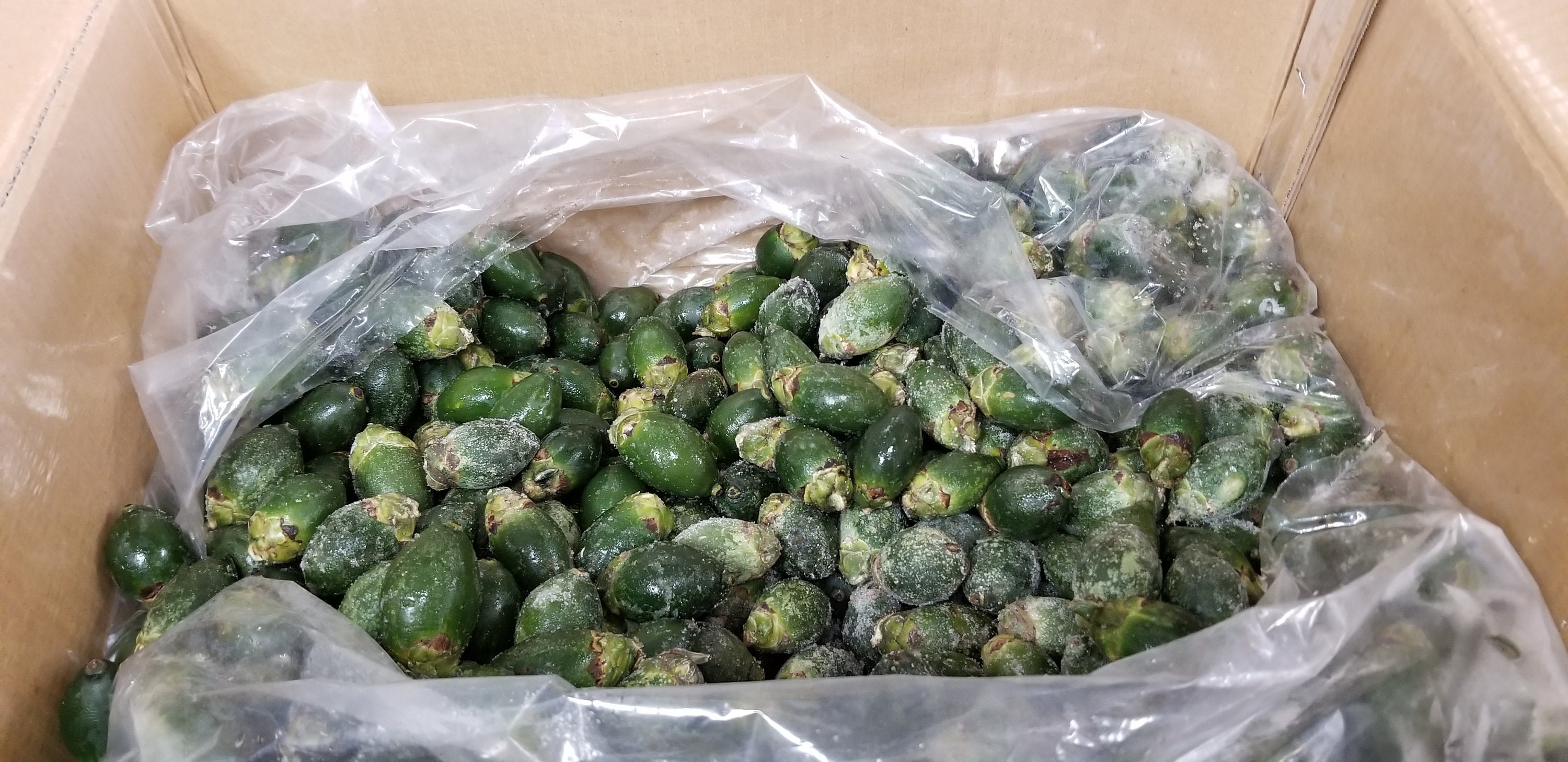 Frozen Defrosted Young BETEL NUTS 1 Pound Onlygrade C - Etsy