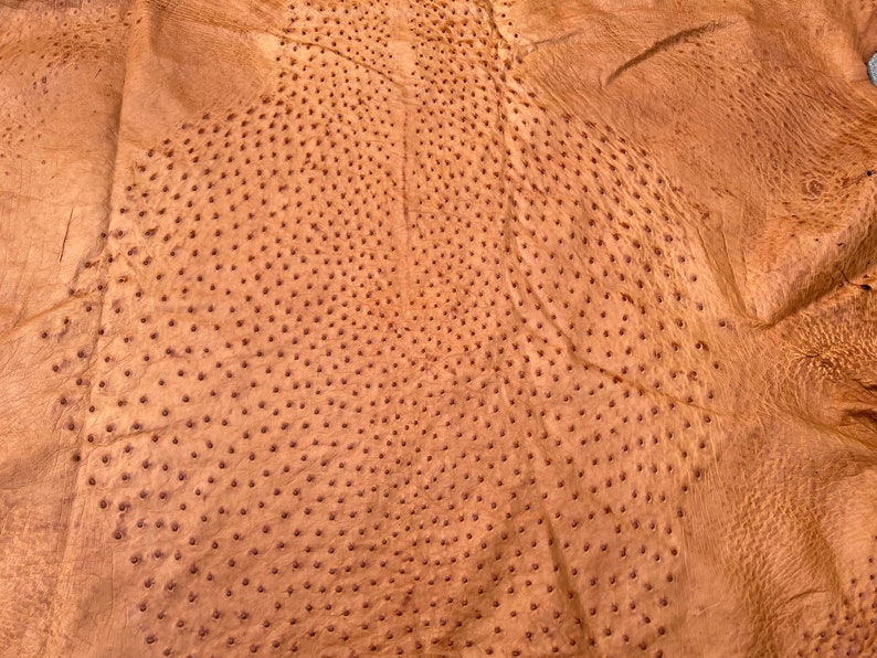 Ostrich Leather Hide Genuine Ostrich Leather Tanned Skin Grade - Etsy