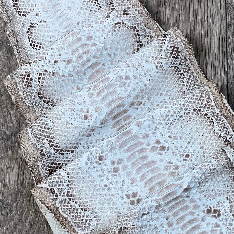 Real Snake Skin - Etsy