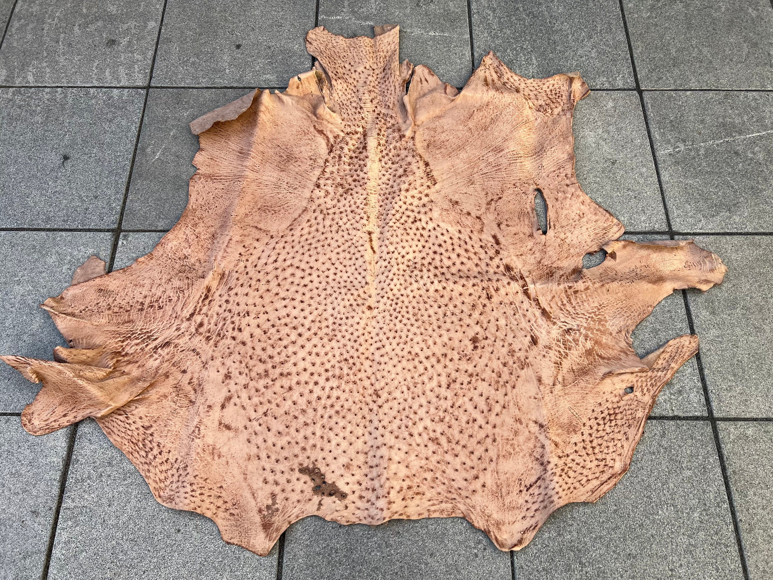 Ostrich Leather Hide Genuine Ostrich Leather Tanned Skin Grade A Etsy UK