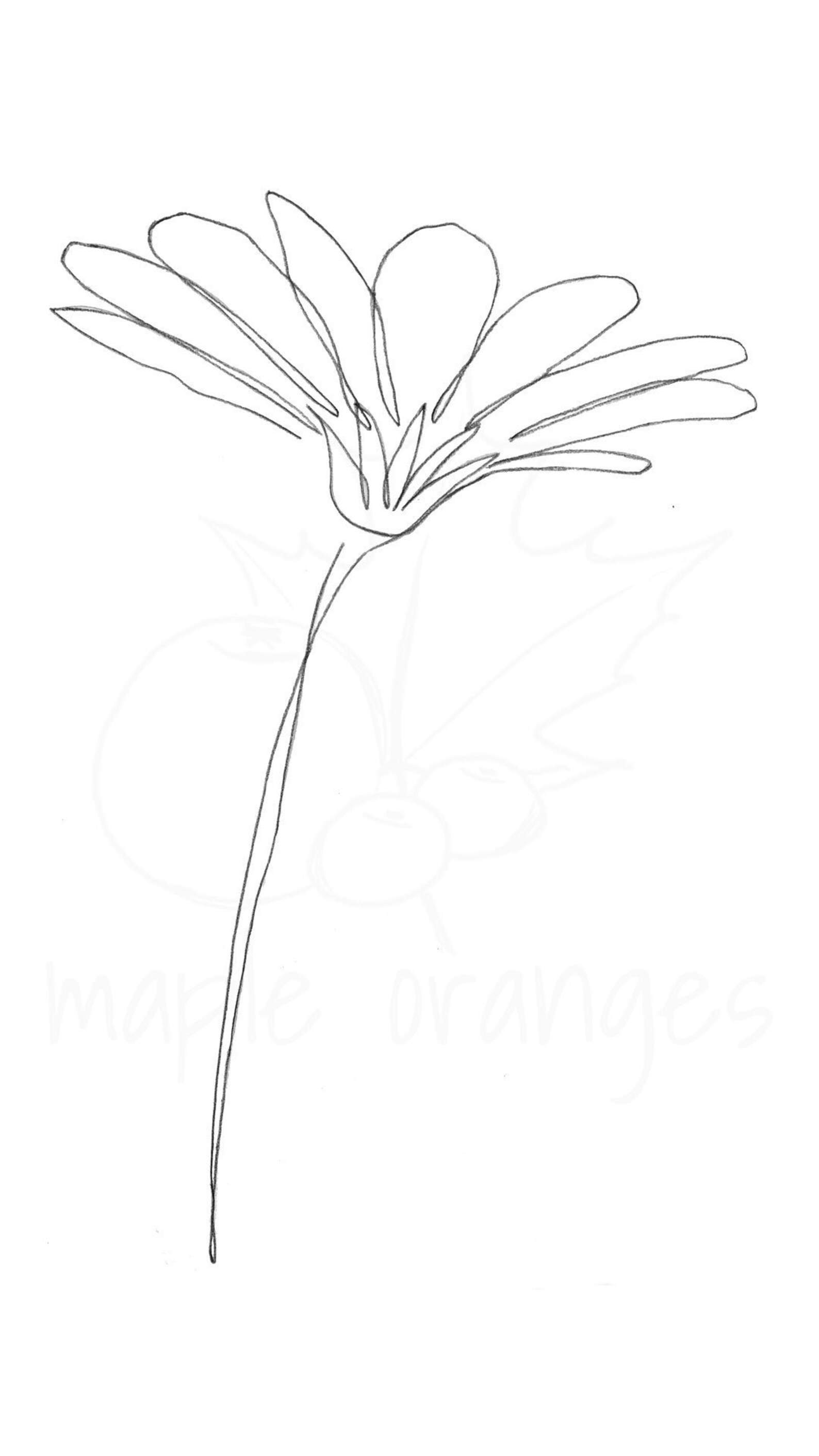 Daisy Line Art - Hand Drawn Botanical | Wildflower Print, Daisy Baby ...