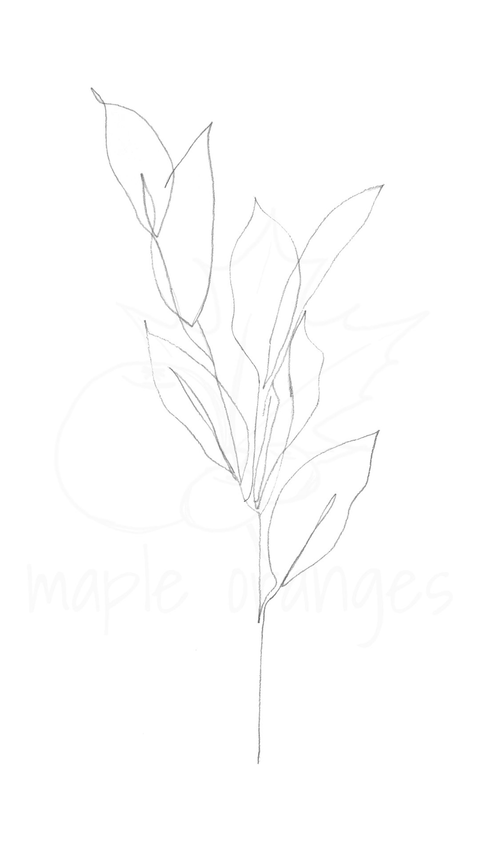 Olive Leaf Branch Botanical Line Art Hand Drawn Botanical - Etsy