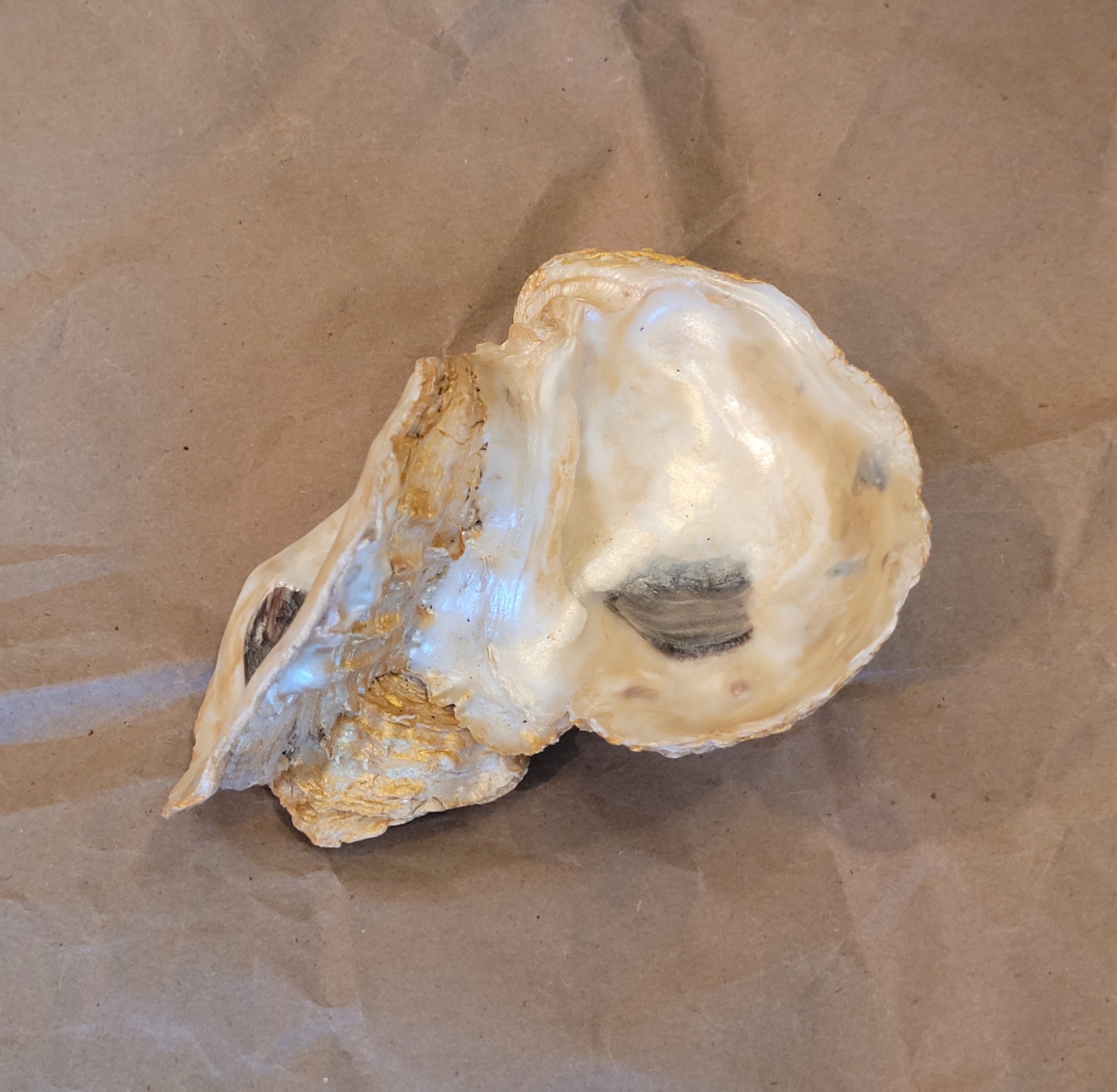 Large Triple Oyster Shell Dish, NOLA Made Painted Trinity Oyster, Art ...