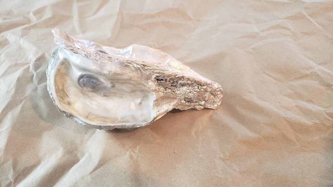Extra Large 3 Oyster Shell Dish, "trinity" From NOLA, Natural Home ...