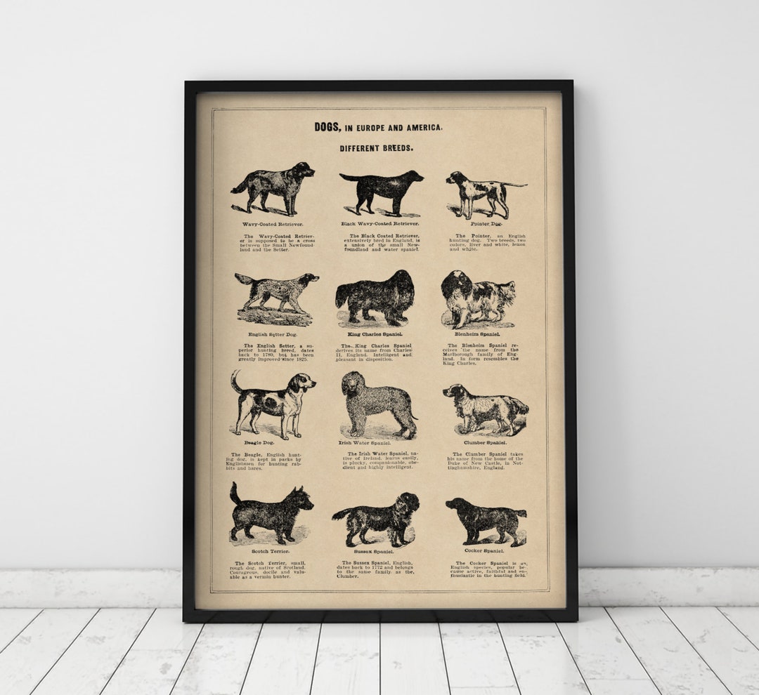 Dog Print Vintage Dog Breeds Chart Dog Wall Chart Gift for - Etsy