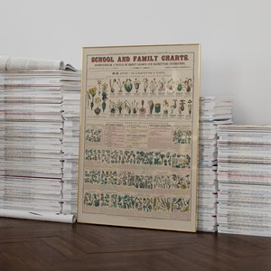 Vintage Educational Poster, School & Family Charts Classifications of ...
