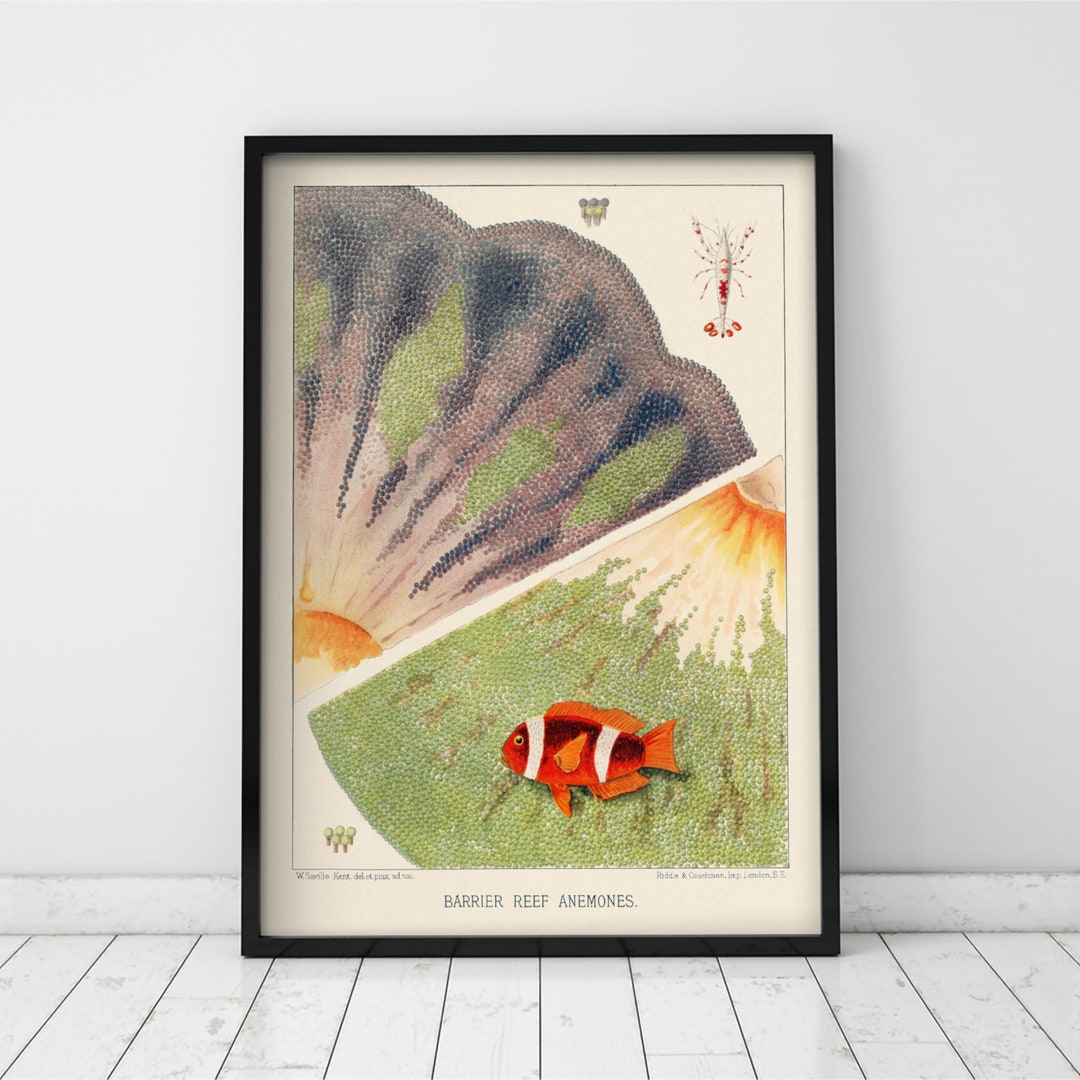 Clownfish Print Sea Life Art Print Anemones of the Great - Etsy
