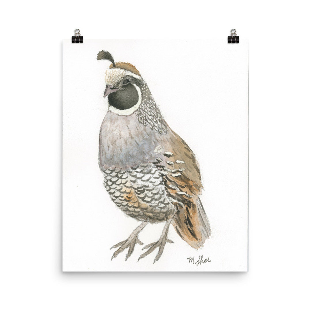 Quail Watercolor Print, Art Print, Wall Art, Bird Art, Watercolor Art ...