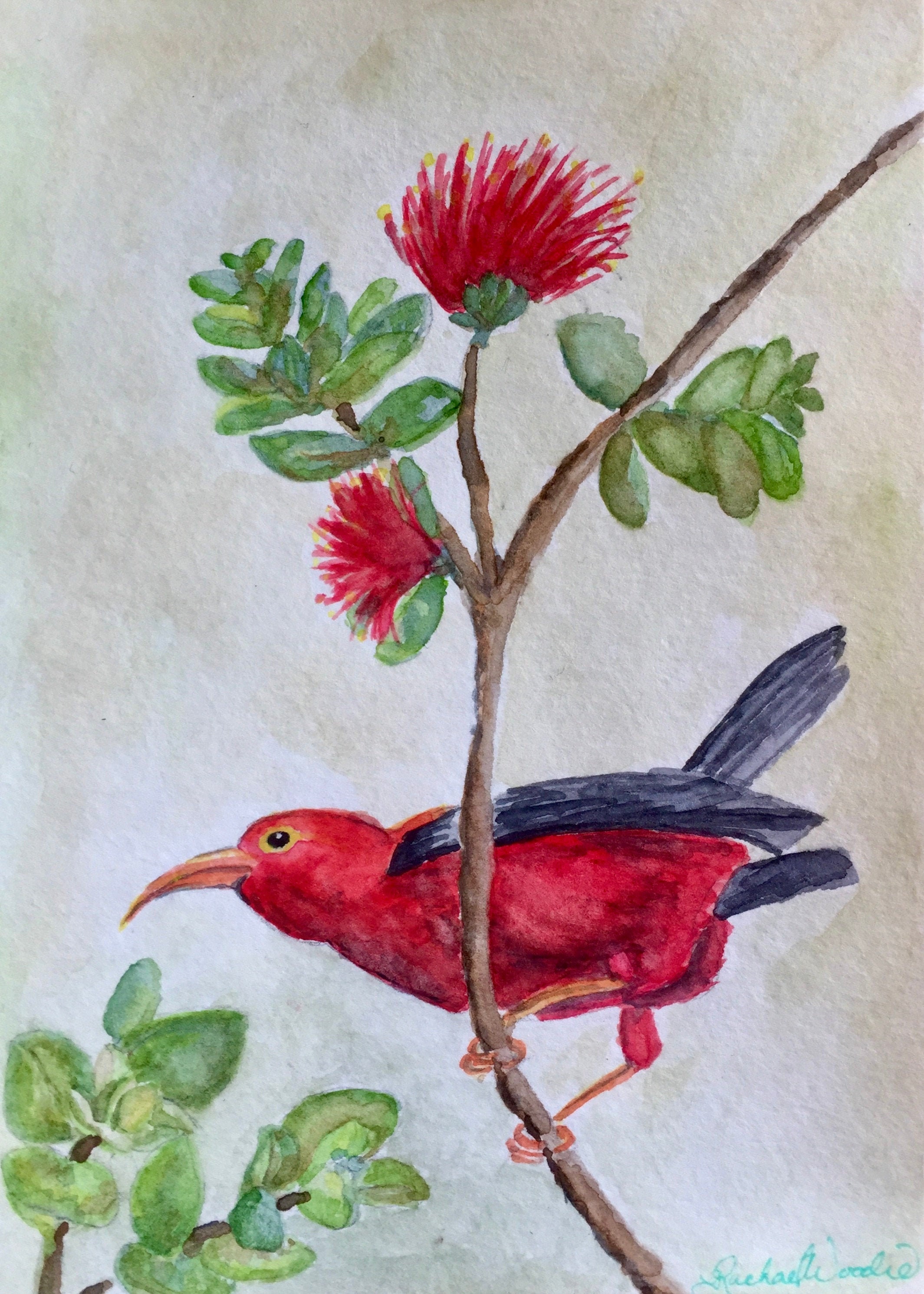 I'iwi Bird Watercolor Digital Print - Etsy