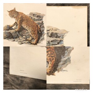 Vintage Louis Raymer Animal Calendar Art Prints 1929/set of 4 | Etsy