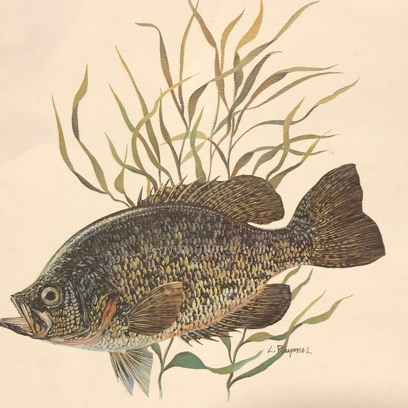 Vintage Louis Raymer Animal Calendar Art Prints 1929/set of 4 | Etsy