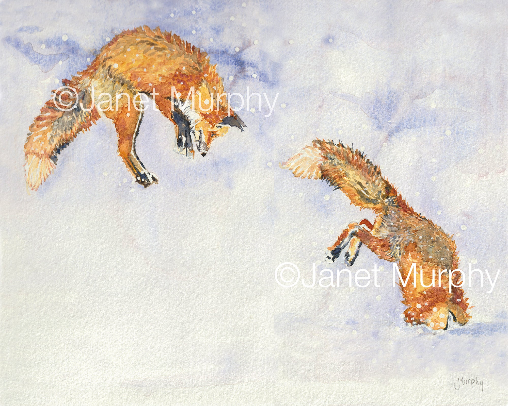 Feisty Fox Dive Print - Etsy