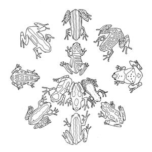 Lucid Dreams, A 20 Page, Adult Coloring Book by Roger A. Feltman ...