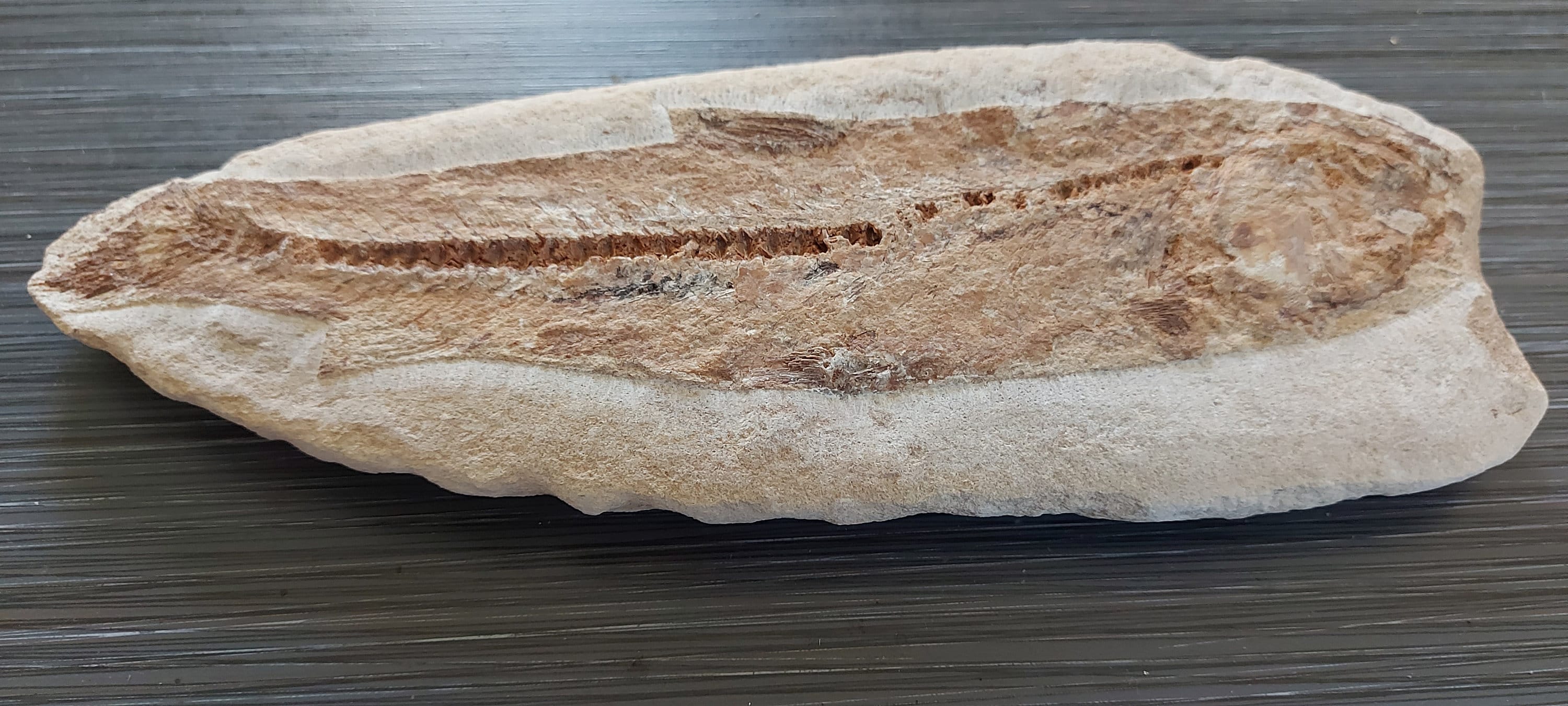 Magnificent Large Fossil Fish - Etsy