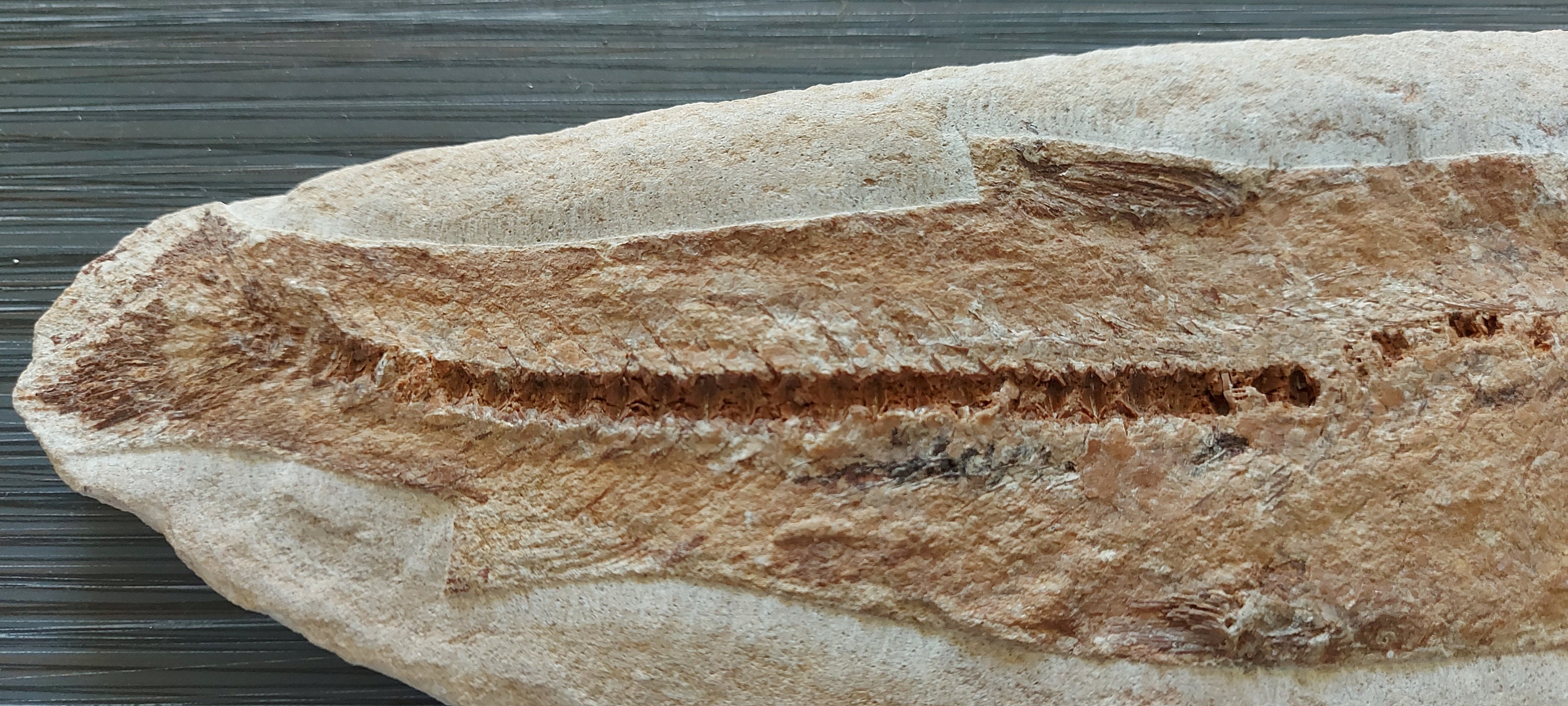 Magnificent Large Fossil Fish - Etsy