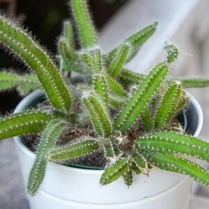 10" Deamia Testudo Climbing Cactus Cutting - White Flowers Red Spiney ...