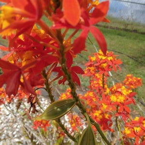 Orange Epidendrum Orchids 2 8 Cuttings W. Roots - Etsy
