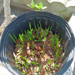 Sabal Fan Palm Seedling - Cold, Heat, Drought Tolerant - More Available ...