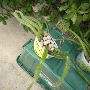 10" Deamia Testudo Climbing Cactus Cutting - White Flowers Red Spiney ...