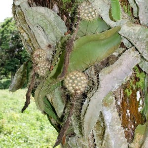 10" Deamia Testudo Climbing Cactus Cutting - White Flowers Red Spiney ...