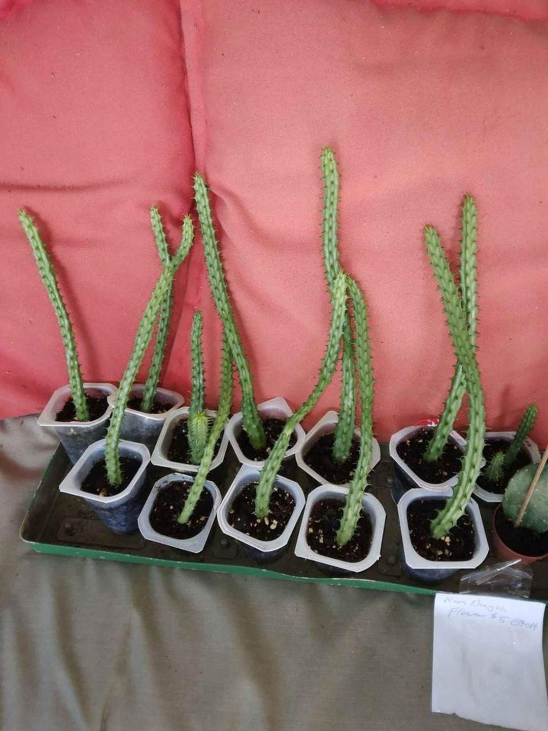 1 Rooted Red Dragon Flower Succulent - Ship Bareroot - Red Star Flowers ...