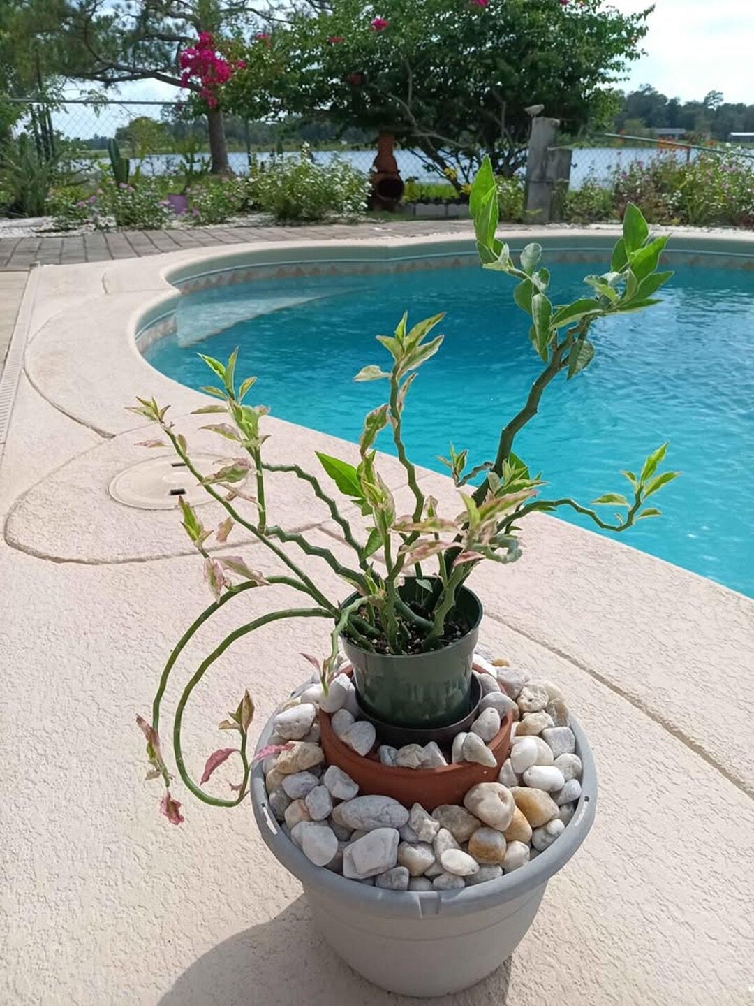 Devils Backbone Variegated Succulent Plant Rooted in Pot - Ship ...