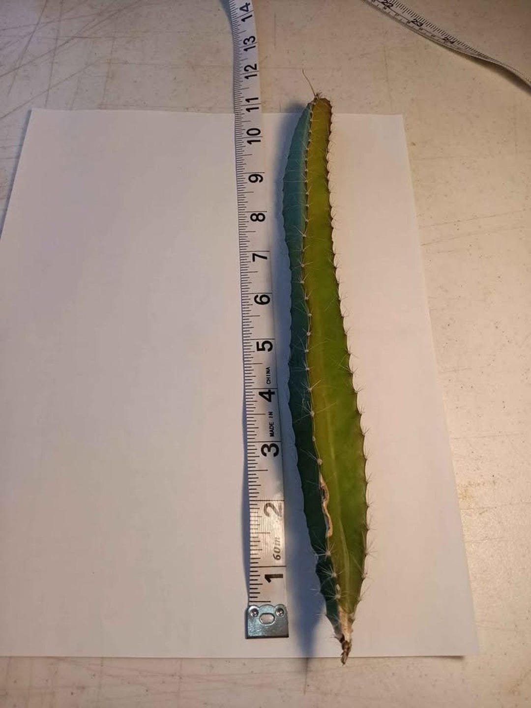 10" Deamia Testudo Climbing Cactus Cutting - White Flowers Red Spiney ...