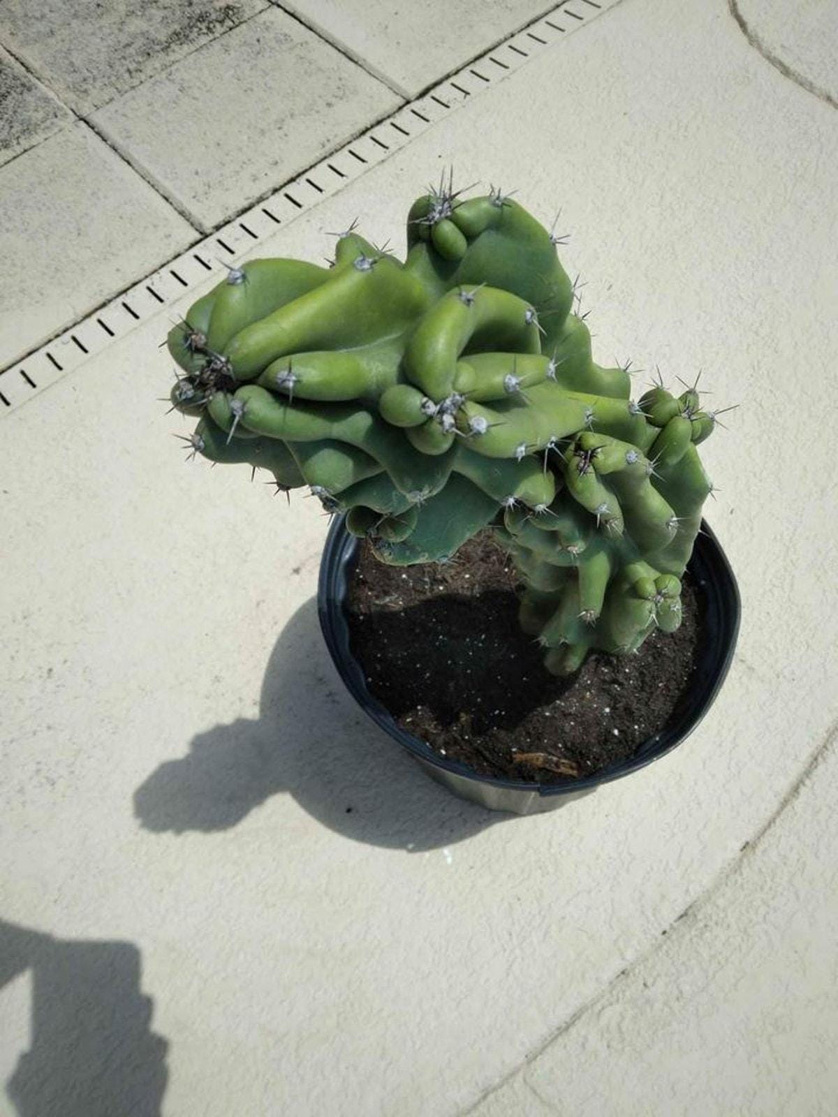 17 Monstrose Peruvian Apple Cactus Thick Heavy ship Bareroot or Deltona ...