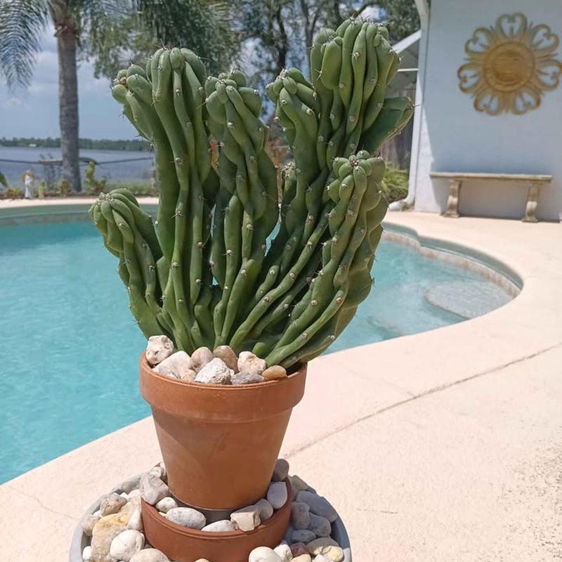 Cactus Fan - Etsy