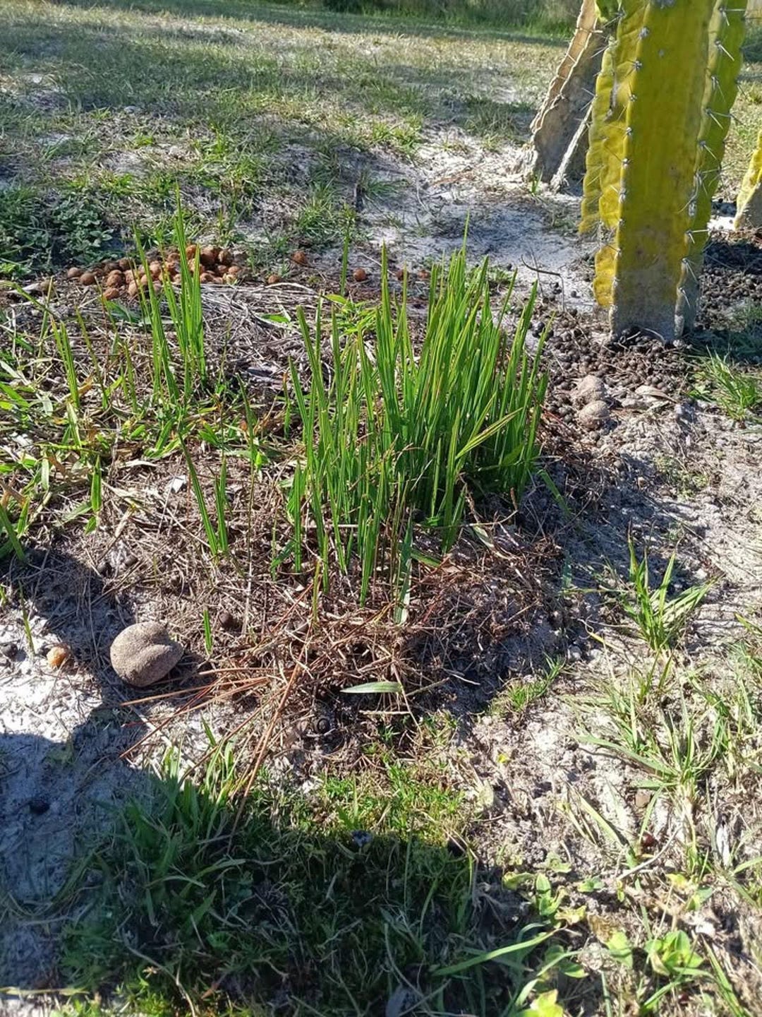 5 Single Leaf Sable Sabal Fan Palm Seedlings - Cold Hardy Palm - Etsy