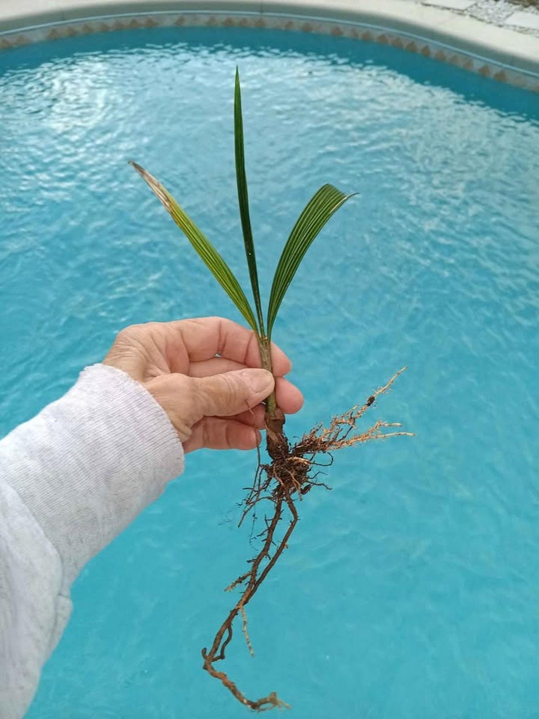 Sabal Sable Fan Palm Seedling - Cold, Heat, Drought Resistant When ...