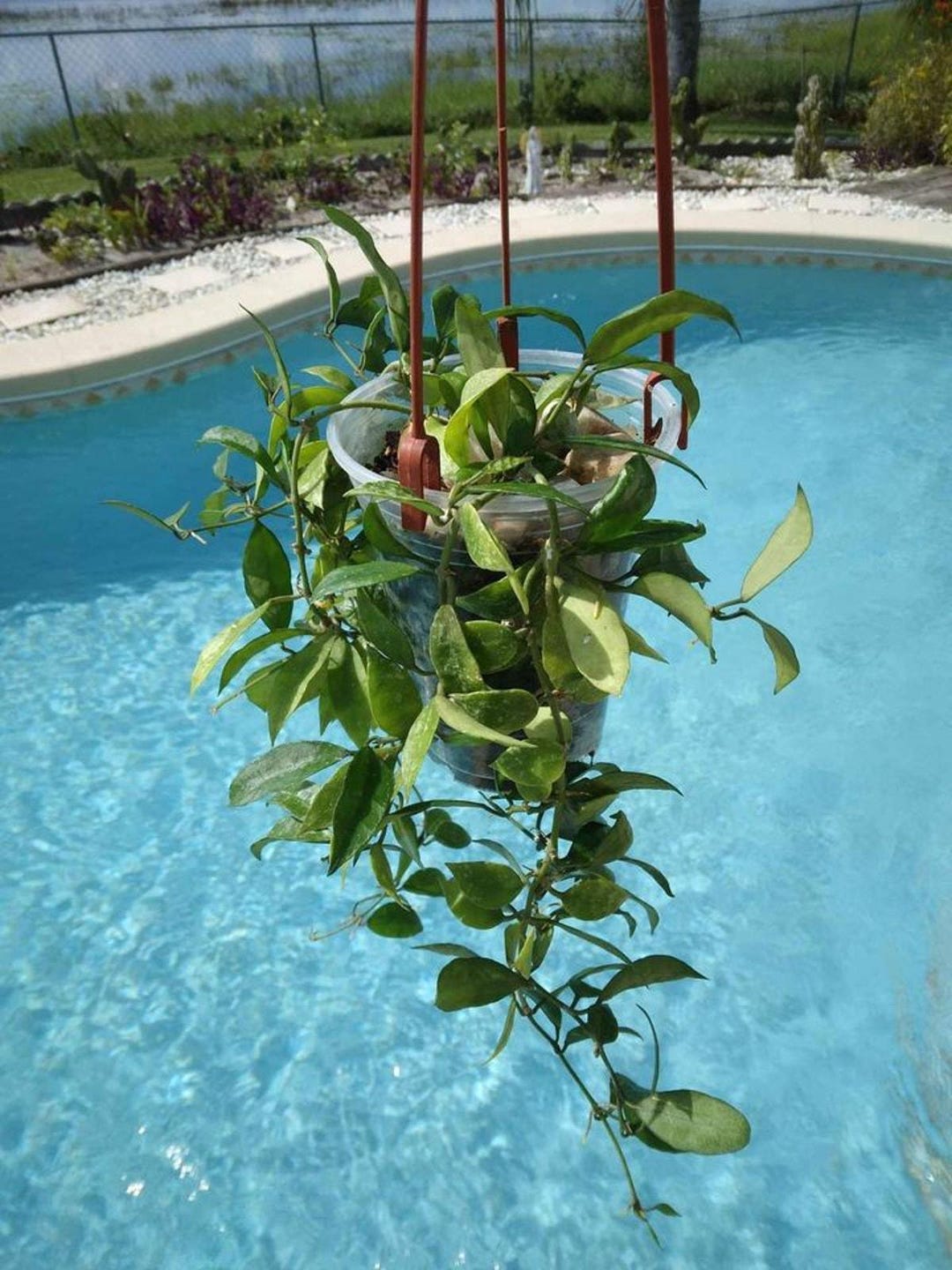 Hoya Lacunosa Snow Cap Hanging Plant Shipped as Shown White Fragrant ...