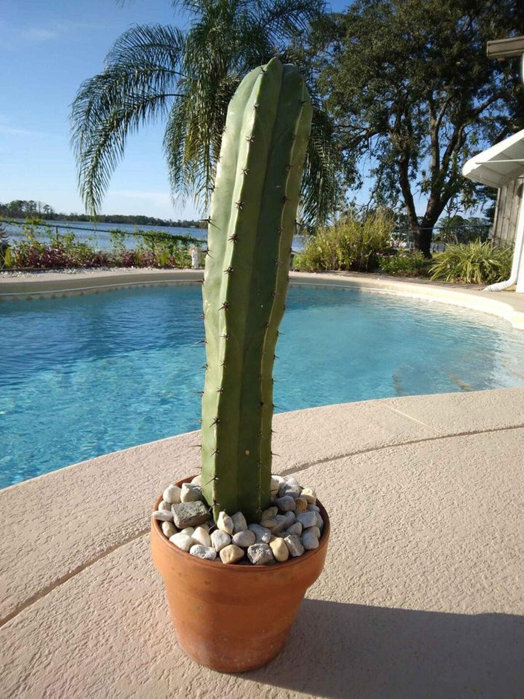 25 Blue Myrtle Geometrizans Blueberry Cactus Shipped Bareroot Thick ...