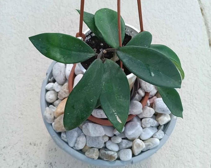 Dark Green Hoya Carnosa Vining Plant - Ship Bareroot - Pink Fragrant ...