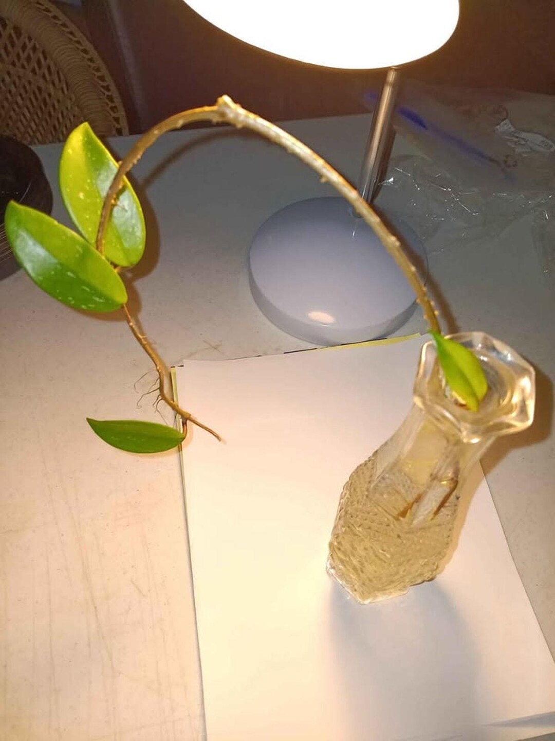 Green Hoya Carnosa Rooted Vine Light Pink Fragrant Flowers Ship or ...