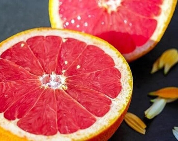 5 Sweet Ruby Red Grapefruit Seeds - Grapefruit Grows True to Seed - Etsy
