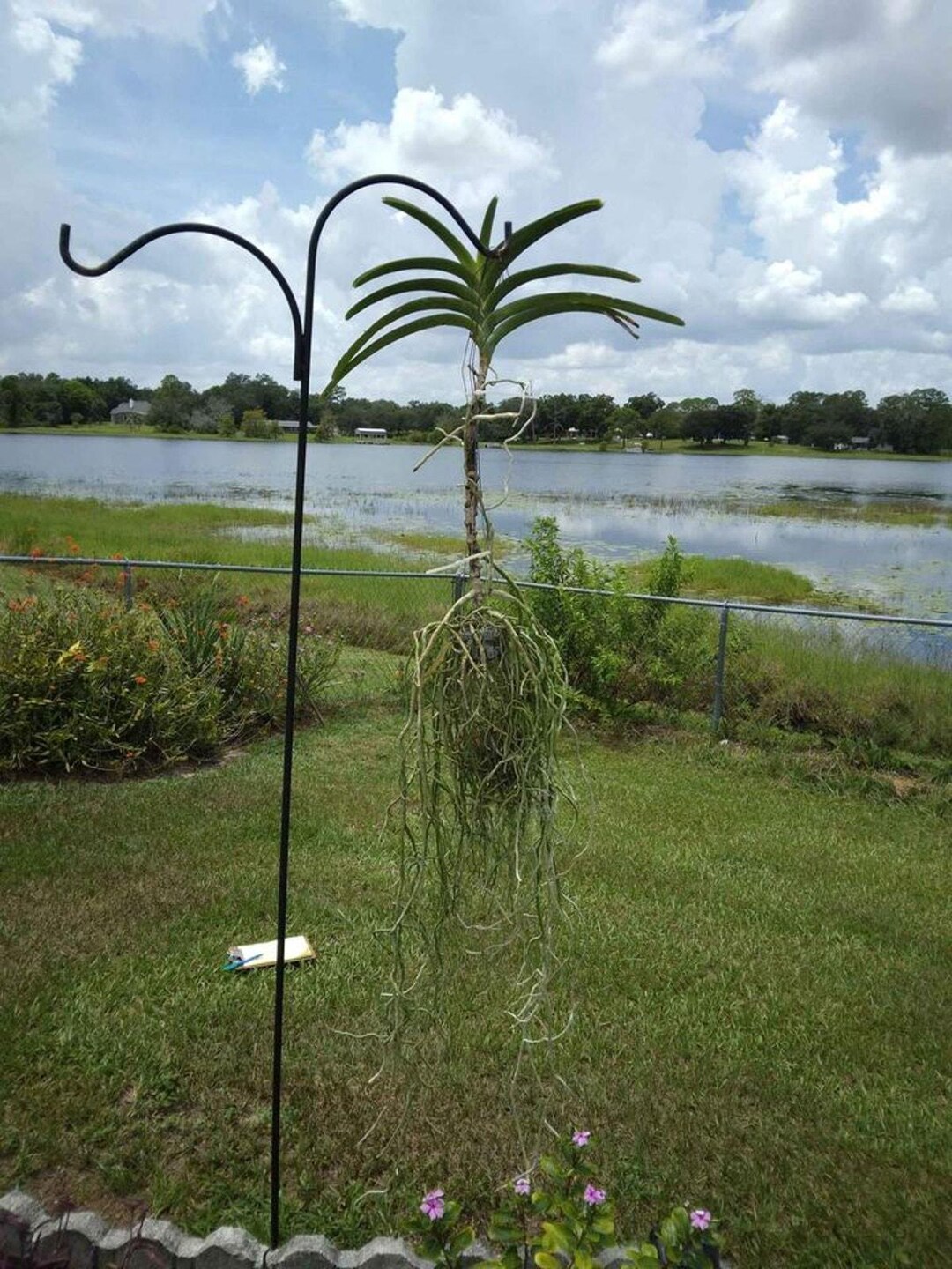 Big Long Vanda Orchid Nopporn Gold Ship or Deltona, FL Pickup Two Tone ...