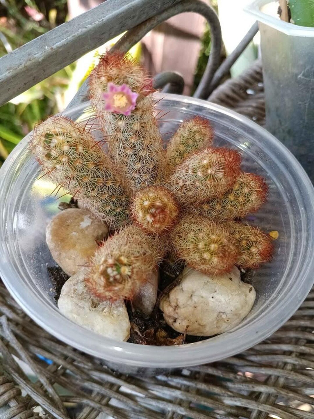Mammalaria Elongata "copper King" Cactus Pink Blooms Rooted in 4" Pot ...
