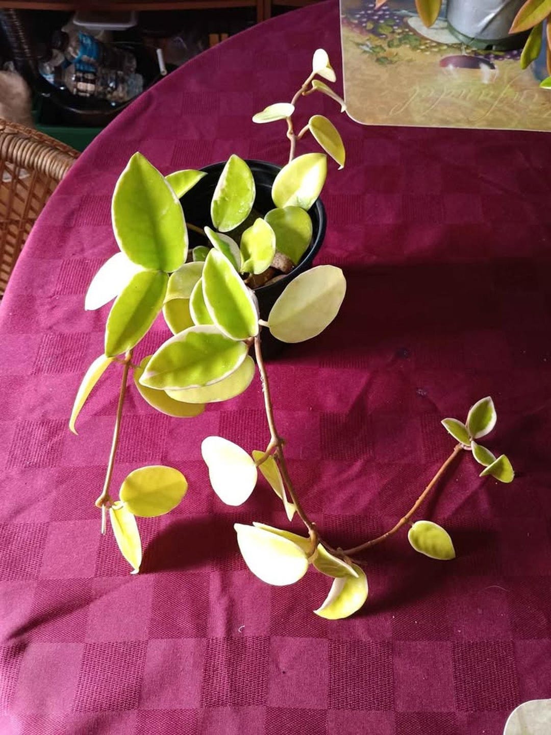 Krimson Queen Rooted Hoya Plant in Hanging Pot - Fragrant Pink Blooms ...