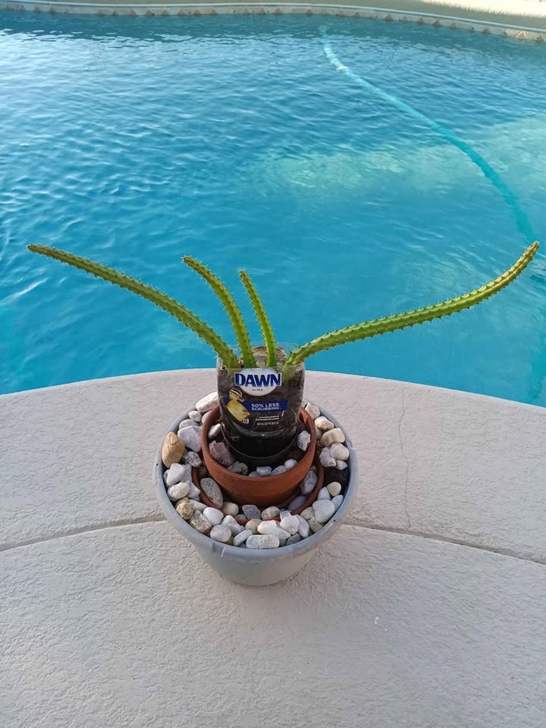 4 Tendril Dragon Flower Succulent Plant - Dark Red Star Flowers at Base ...