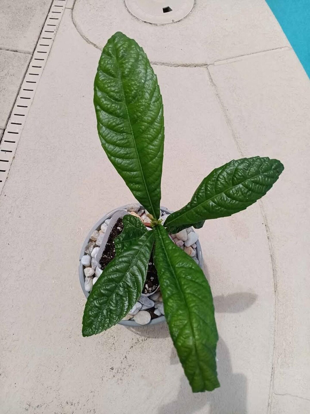 Japanese Loquat Fruit Tree Seedling - Shipped Bareroot or Deltona, FL ...