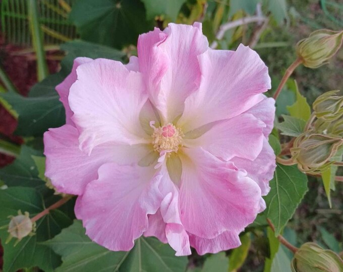 30 SEEDS - Hibiscus Mutabilis - Color Changes - Ship - Dixie Rose ...