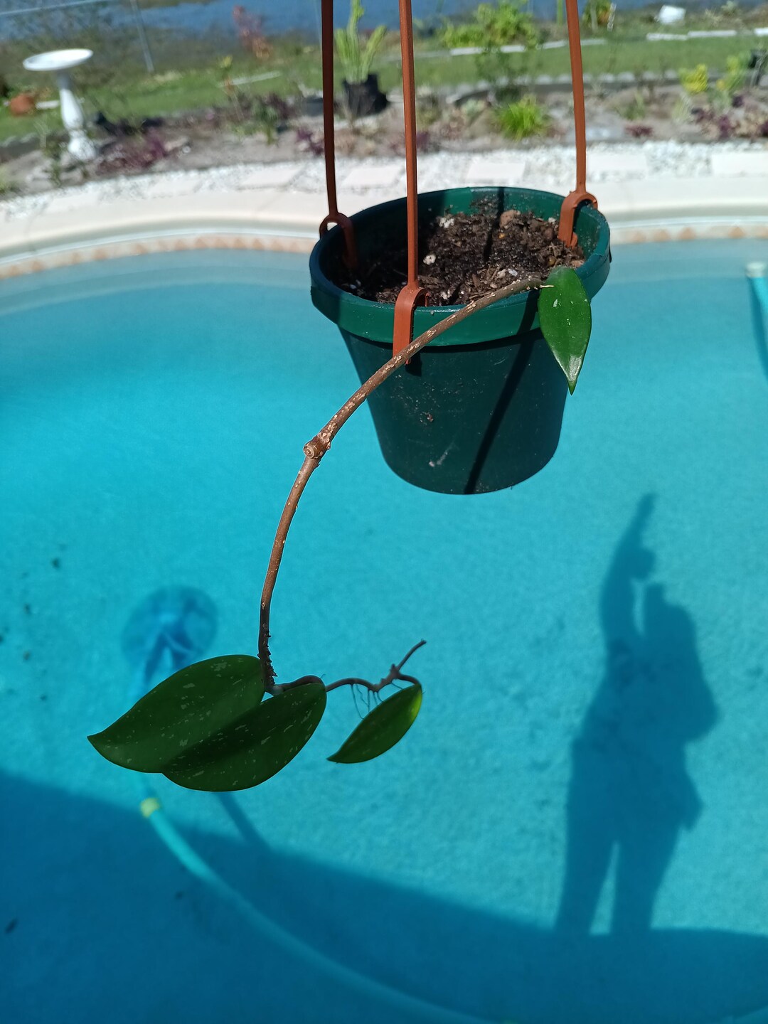 Green Hoya Carnosa Rooted Vine - Light Pink Fragrant Flowers - Ship or ...
