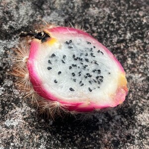 10" Deamia Testudo Climbing Cactus Cutting - White Flowers Red Spiney ...